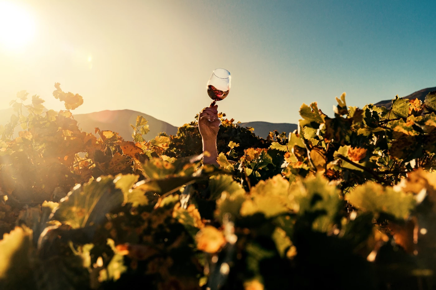 Best Food Photographers on foodelia.cc! Food photos, food photographers ...